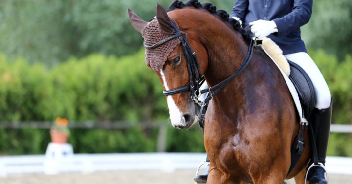 Co je drezura koní a jak se hodnotí | Premin